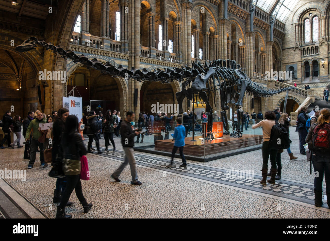 The Hintze Hall with Diplodocus skeleton in the Natural History Museum ...