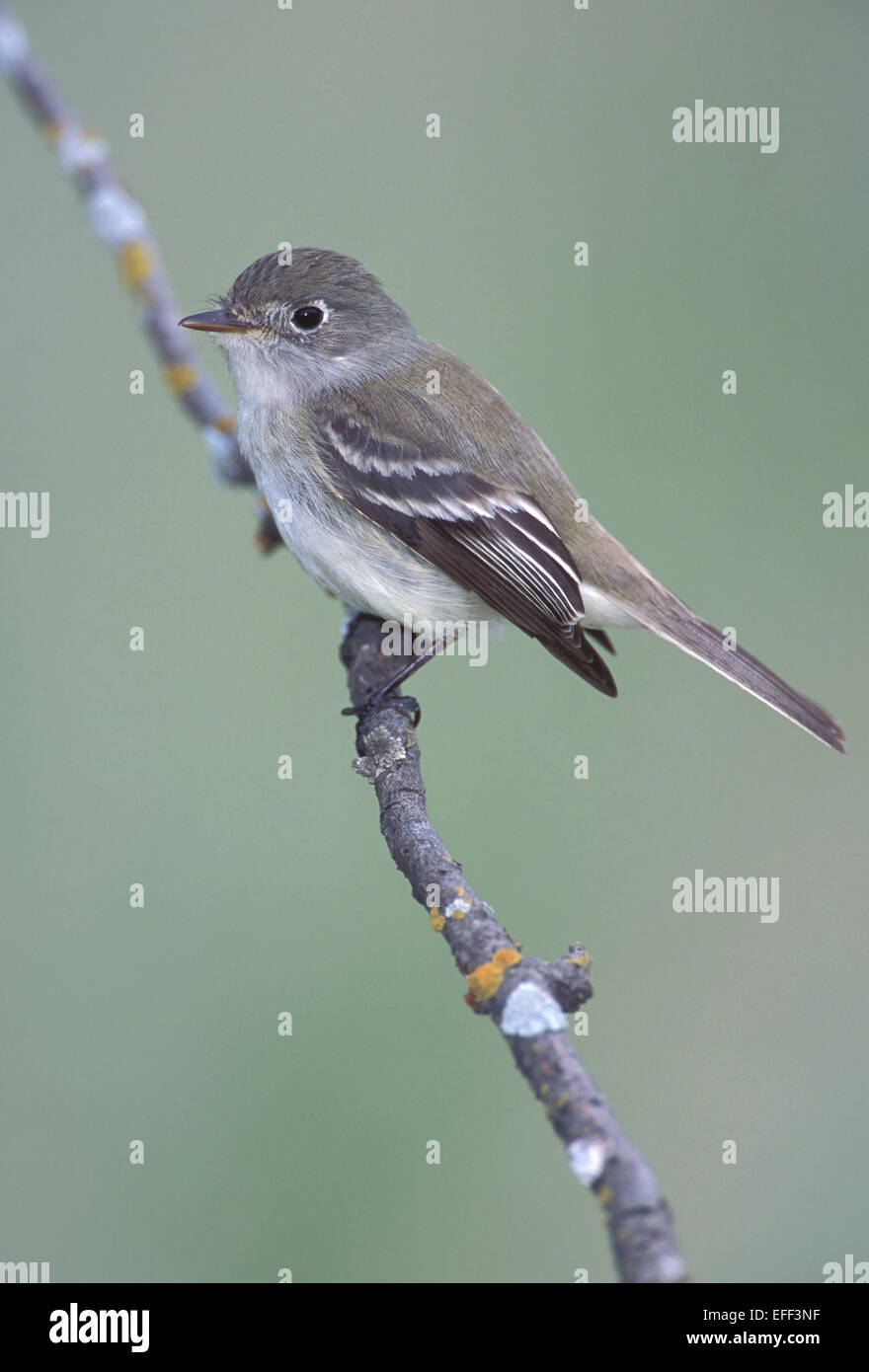 Empidonax Minimus High Resolution Stock Photography and Images - Alamy