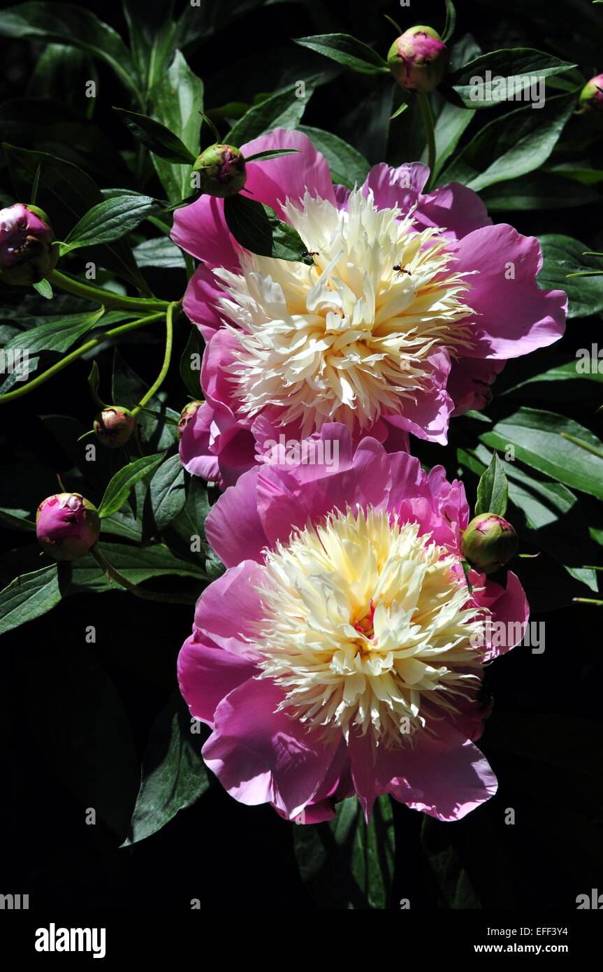 Two blooming Peonies and buds Stock Photo - Alamy