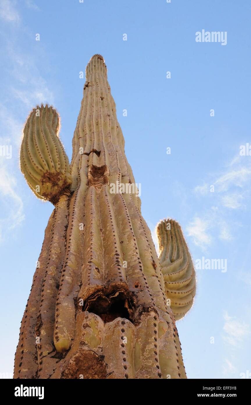 Cactus with roots hi-res stock photography and images - Alamy