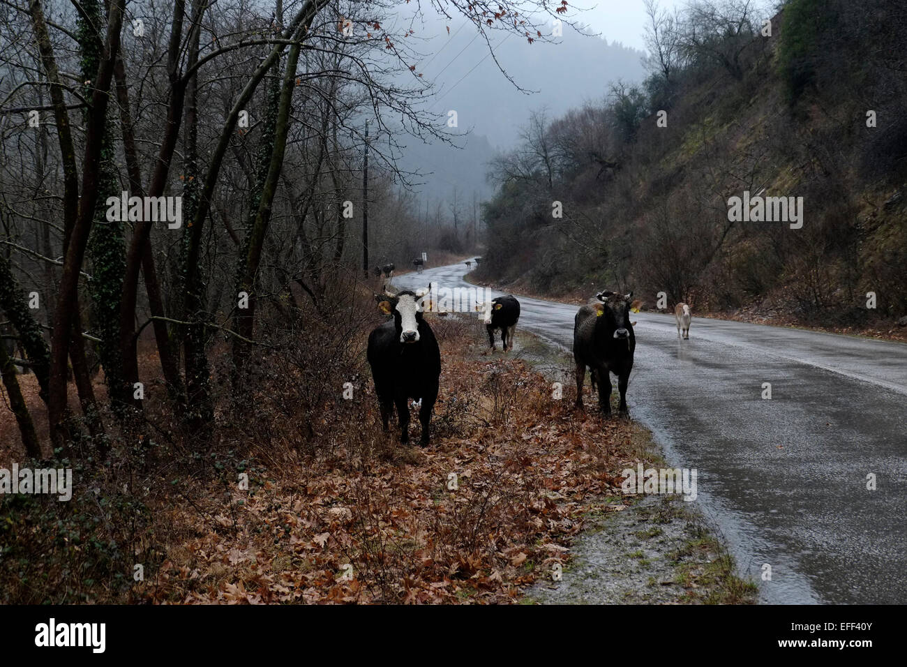 Greece greek evrytania evritania hi-res stock photography and images ...