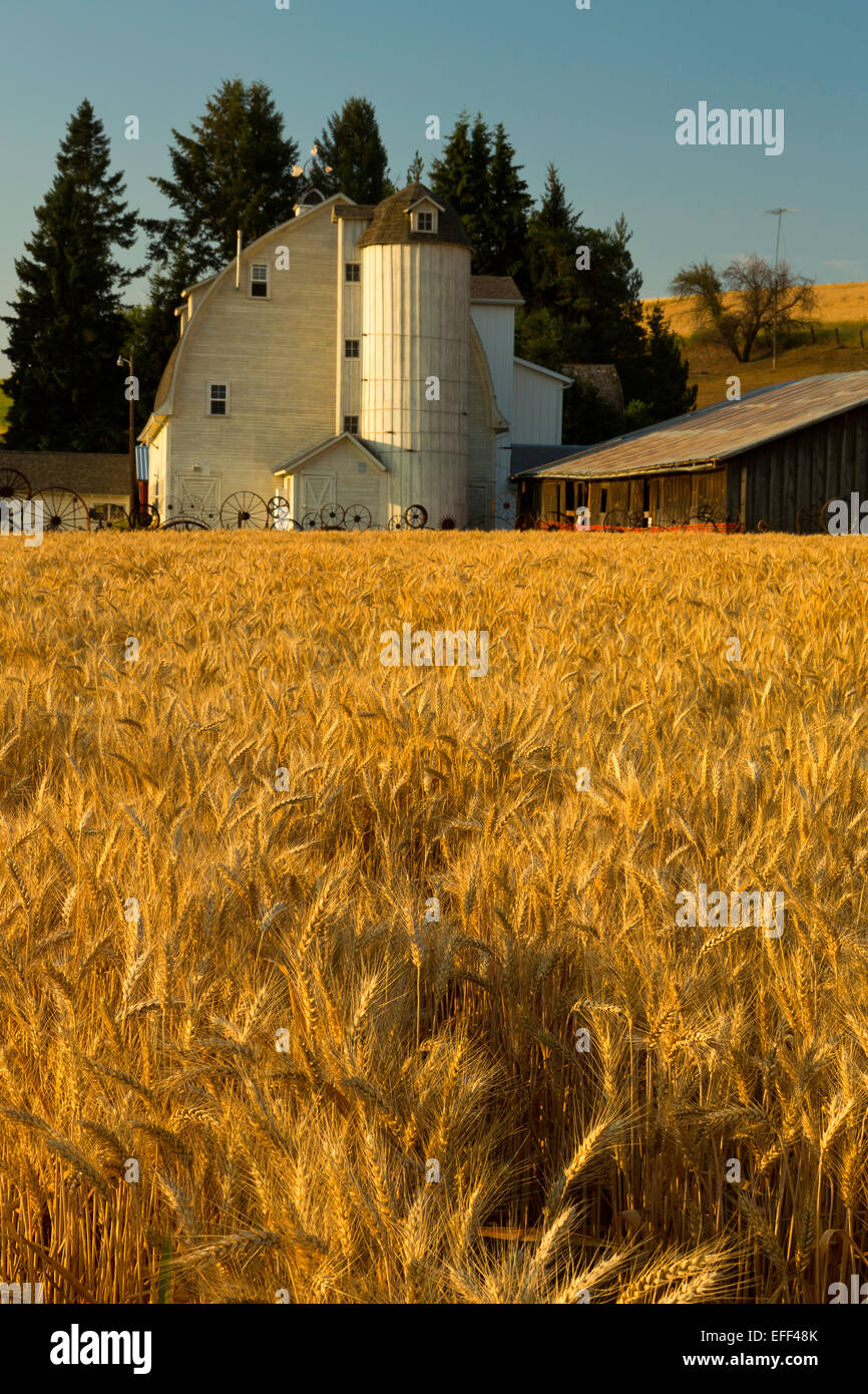 Dahmen Barn, wheel fence, Uniontown, WA, Palouse region with golden ...