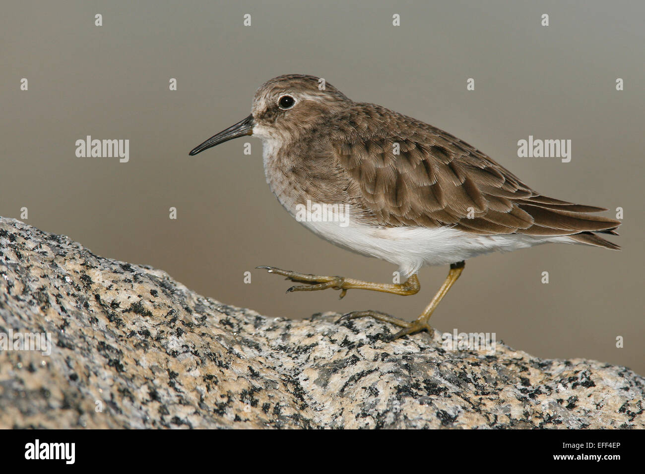 Least Sandpiper - Calidris minutilla - non-breeding adult Stock Photo ...