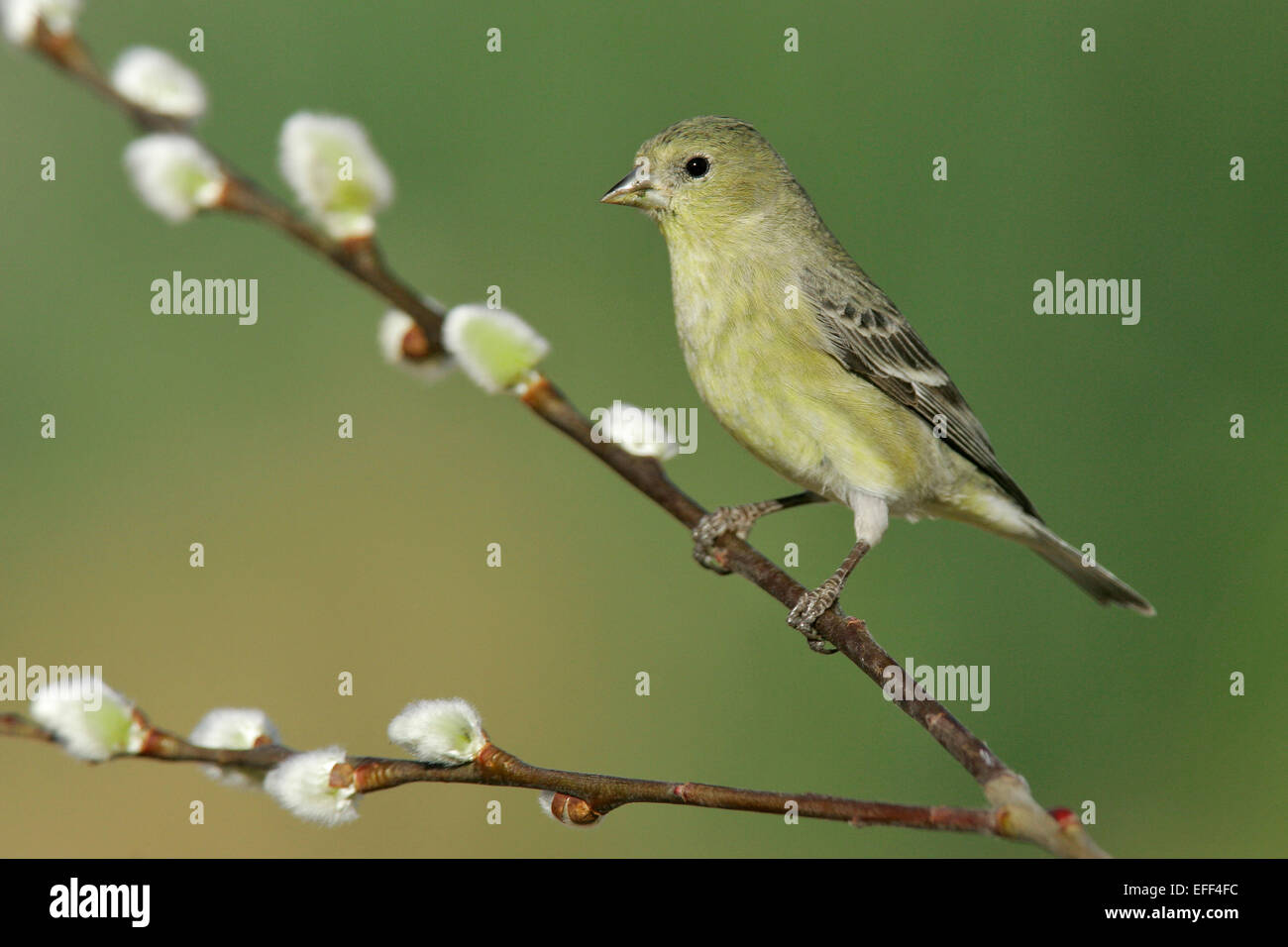 Lesser Goldfinch - Carduelis psaltria - female Stock Photo - Alamy