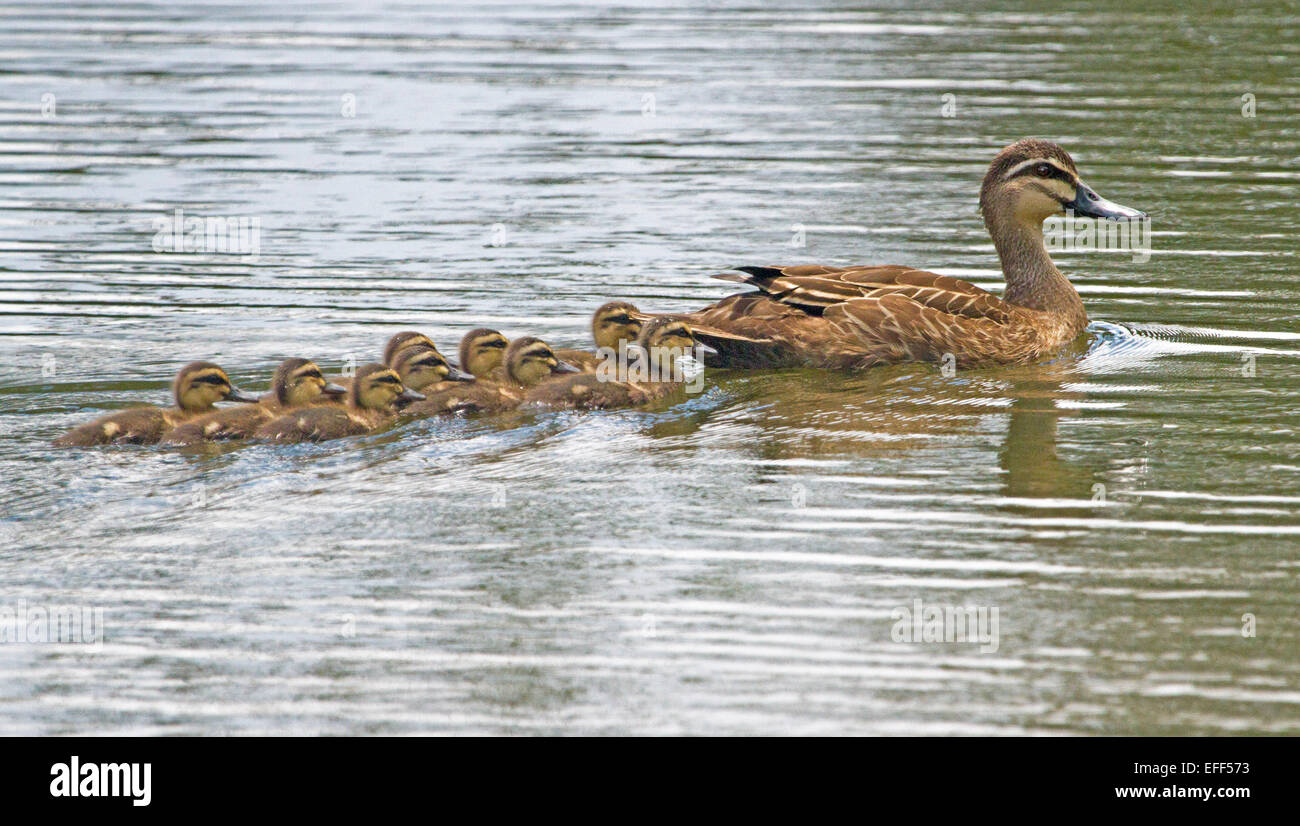 Duck paddling hi-res stock photography and images - Alamy