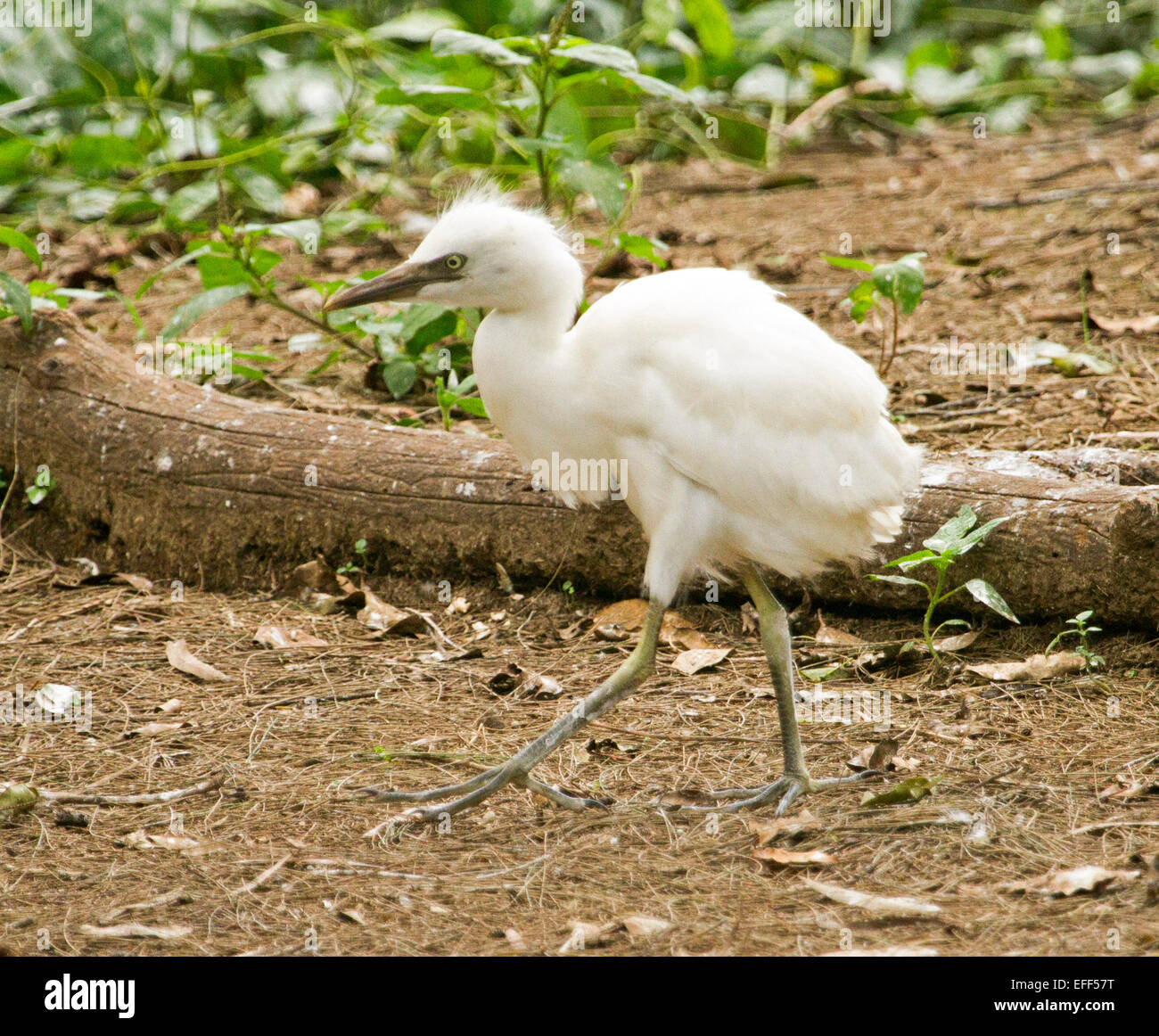 Juvenile great egret hi-res stock photography and images - Alamy