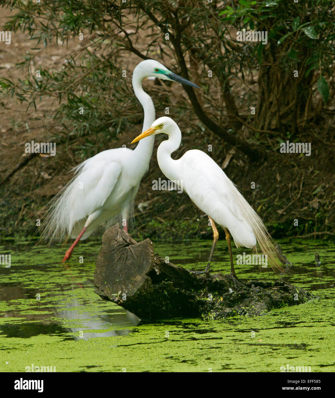 Two Australian great egrets, Ardea modesta, male and female in breeding ...
