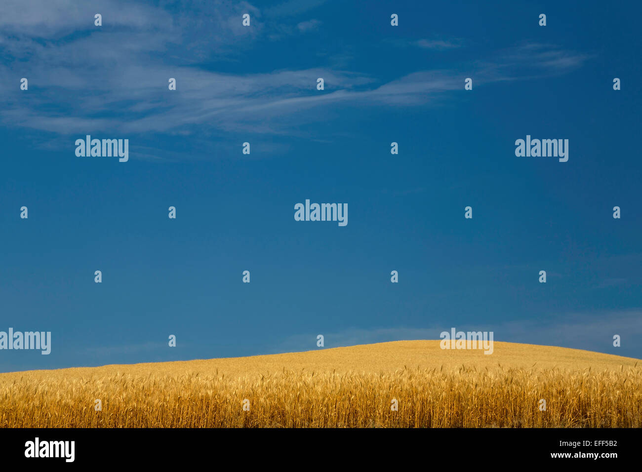 Golden wheat fields of summer in the palouse agricultural region of ...