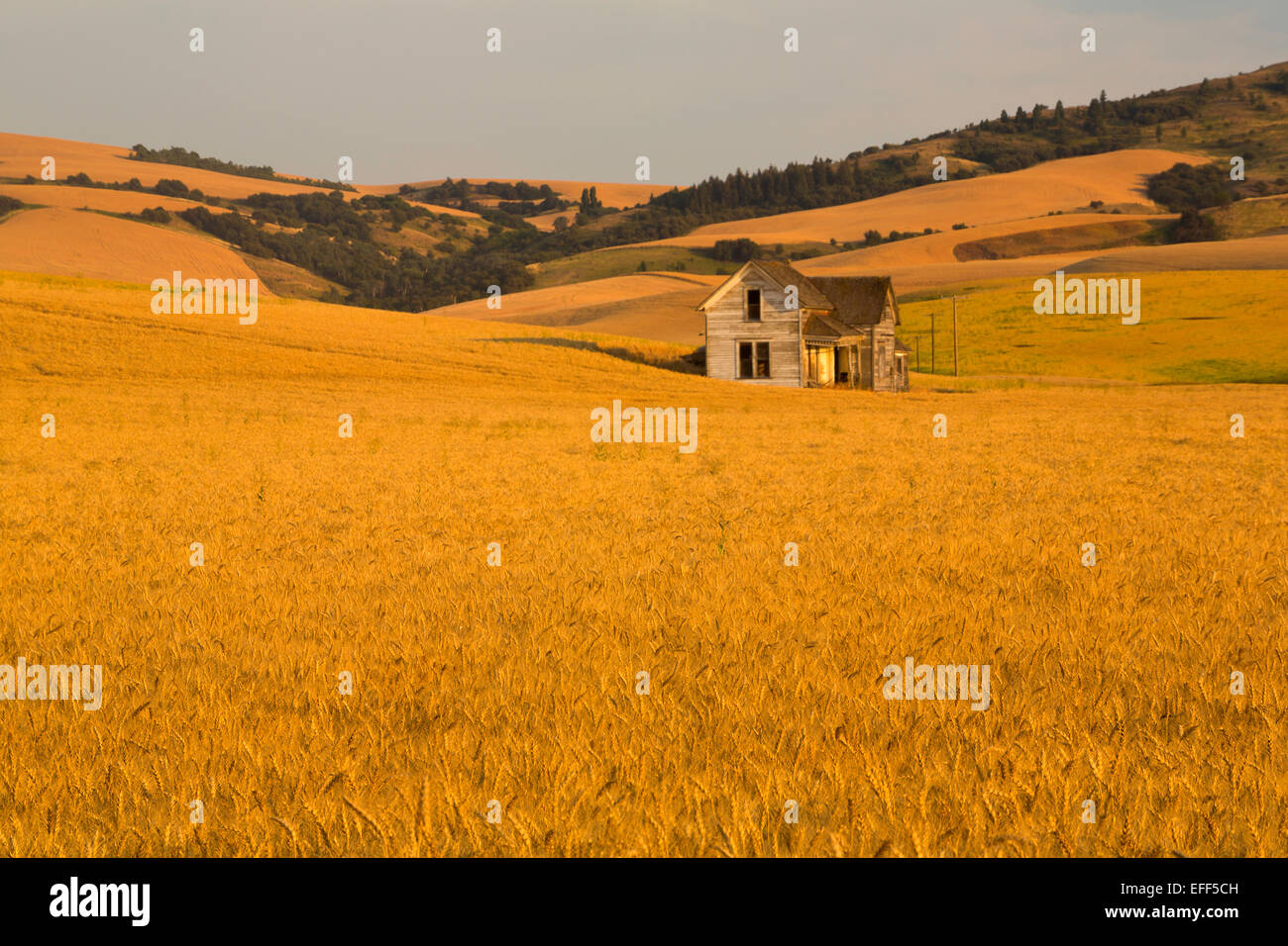 An old homestead still stands in the wheat fields of the Palouse area ...