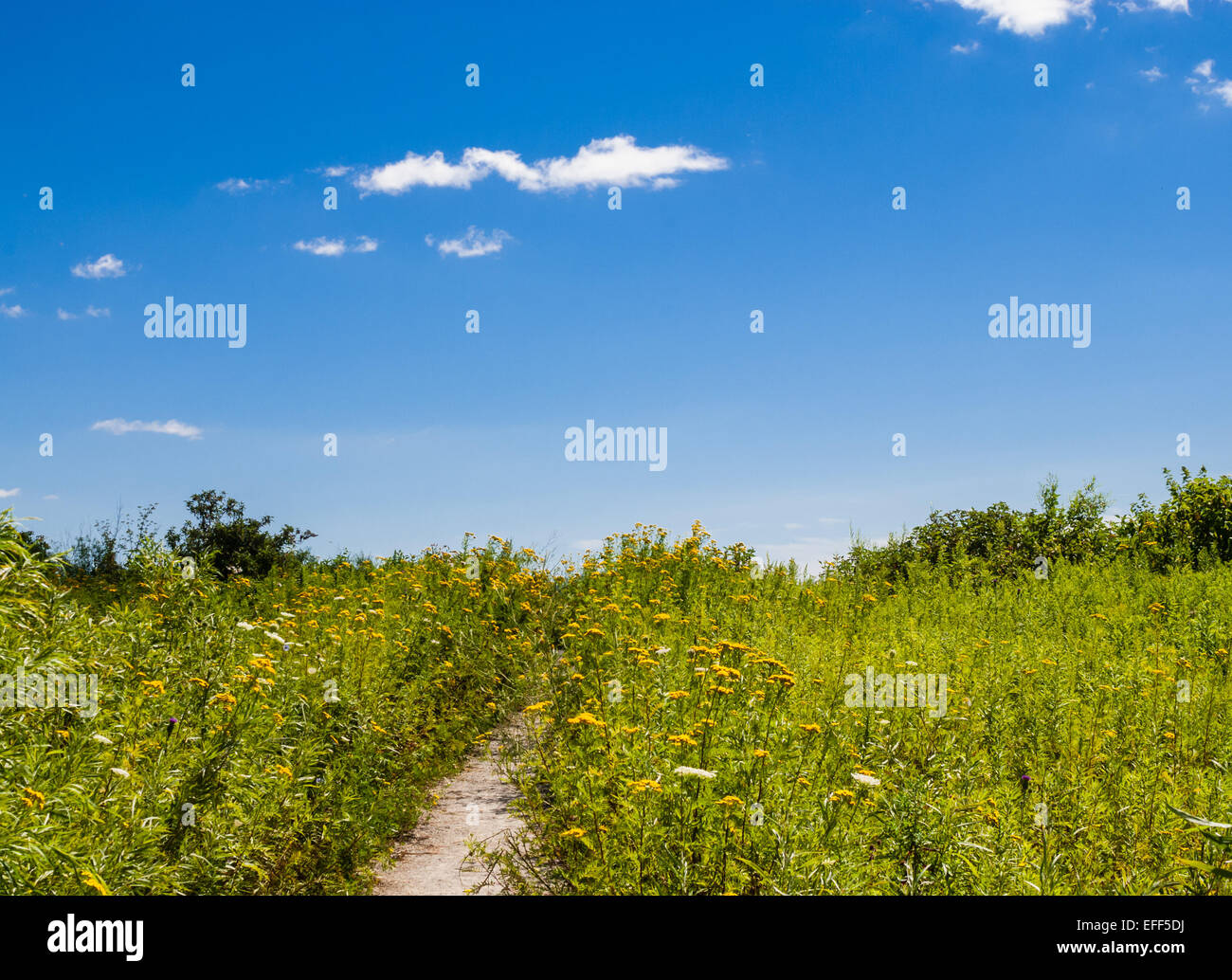 Path through grass hi-res stock photography and images - Alamy