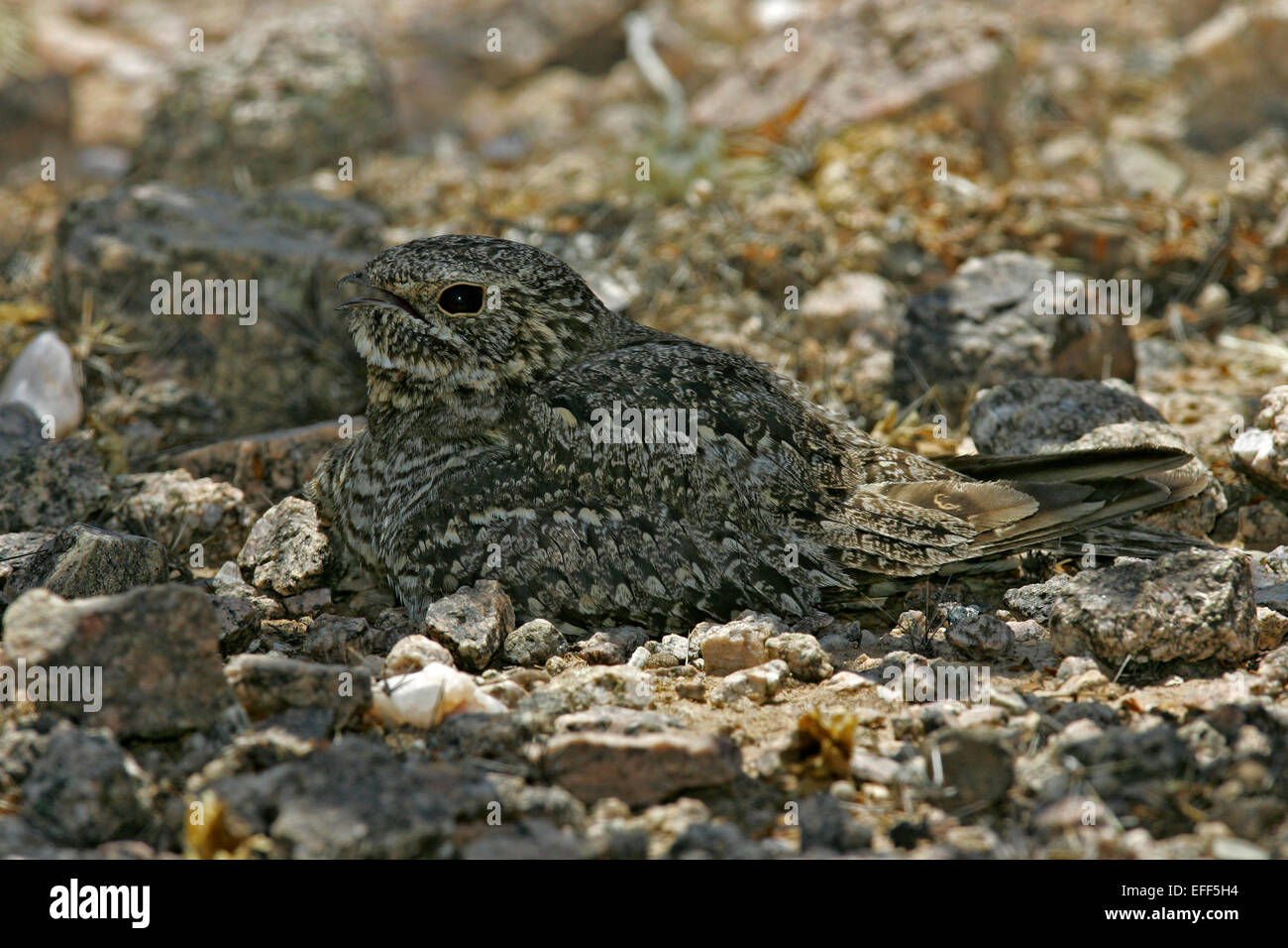 Lesser Nighthawk - Chordeiles acutipennis Stock Photo - Alamy
