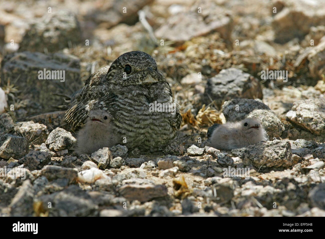 Lesser Nighthawk - Chordeiles acutipennis Stock Photo - Alamy