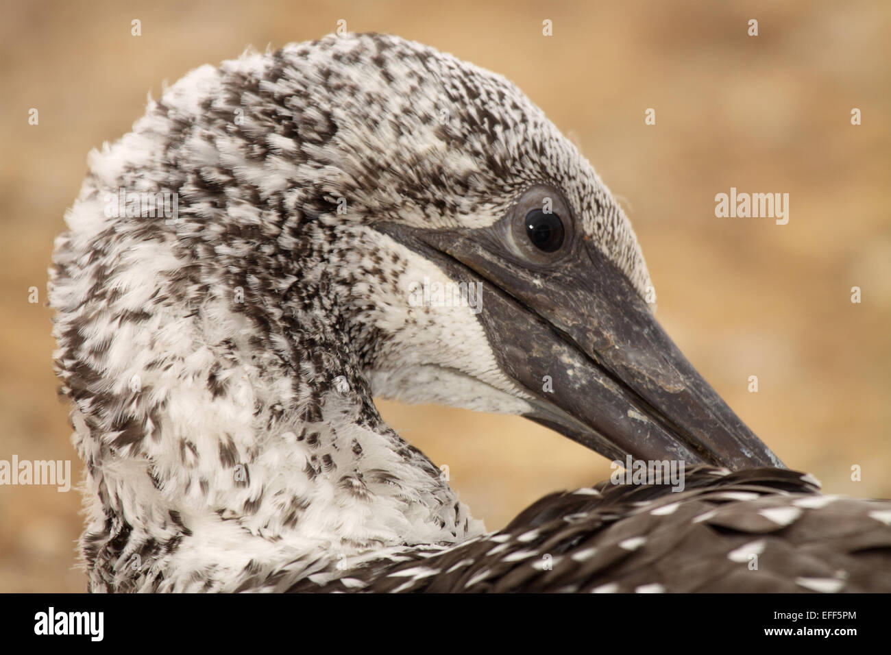 A juvenile Australasian Gannet preening its feathers Stock Photo - Alamy