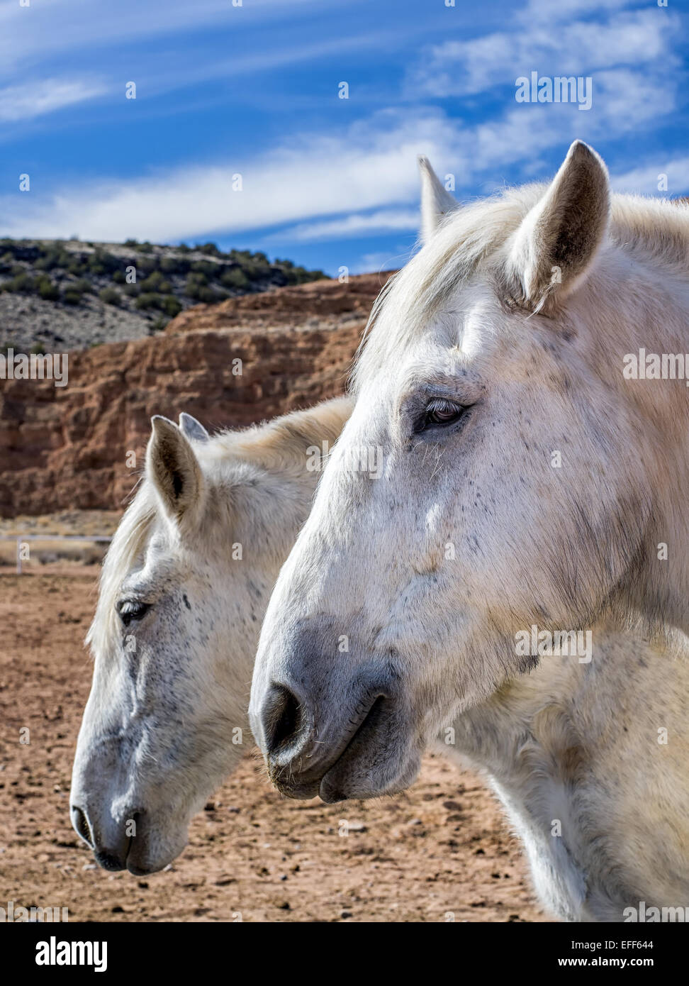 Two White Horses in NM Stock Photo - Alamy