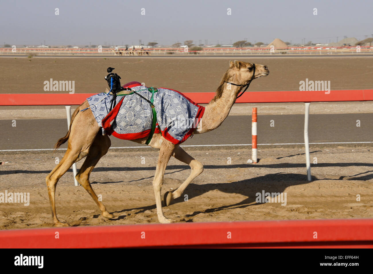 Racing camel with radio-controlled (robot) jockeys at Al-Malagit ...