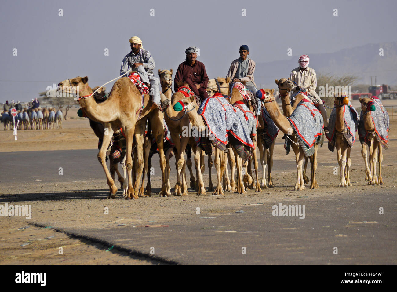 Camel racetrack abu dhabi hi-res stock photography and images - Alamy