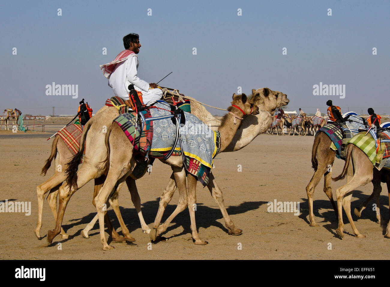 Racing camels with radio-controlled (robot) jockeys at Al-Malagit ...