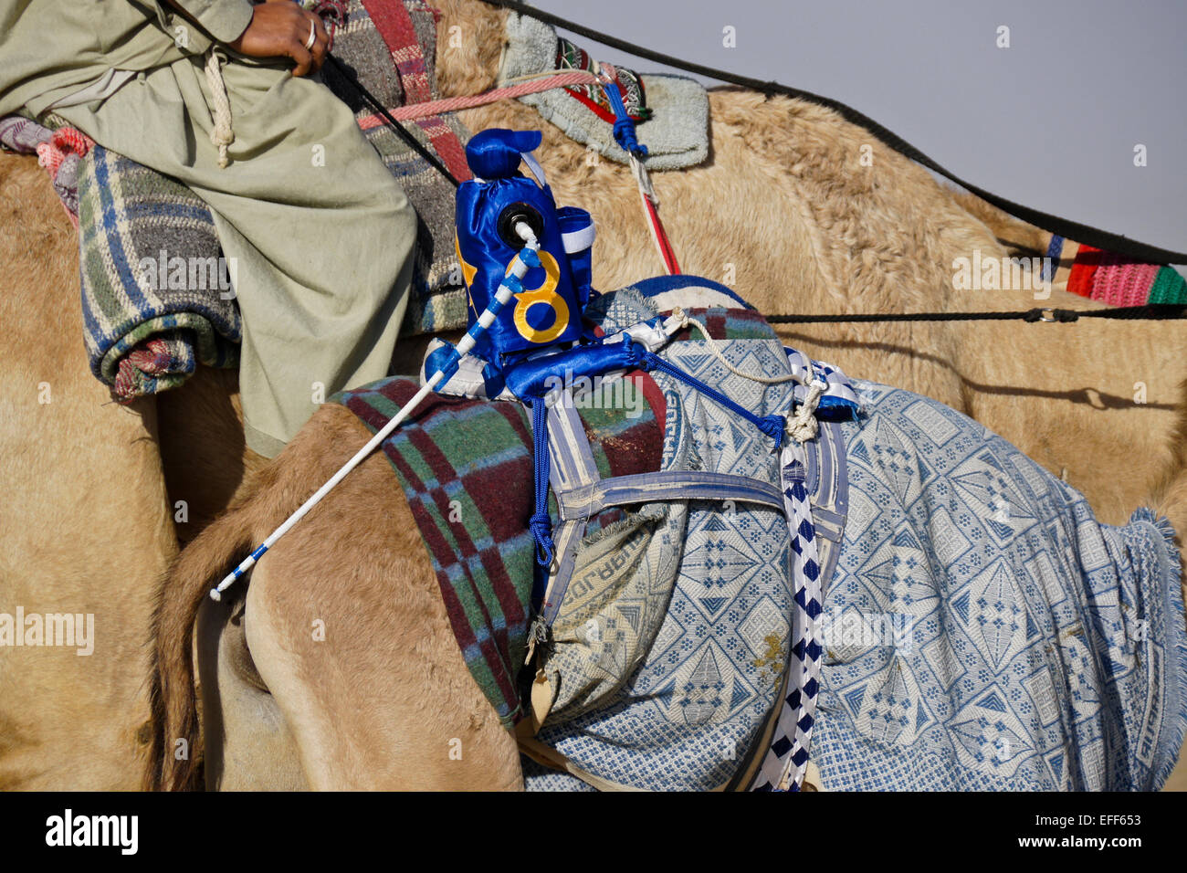 Radio-controlled (robot) jockey on racing camel at Al-Malagit racetrack ...