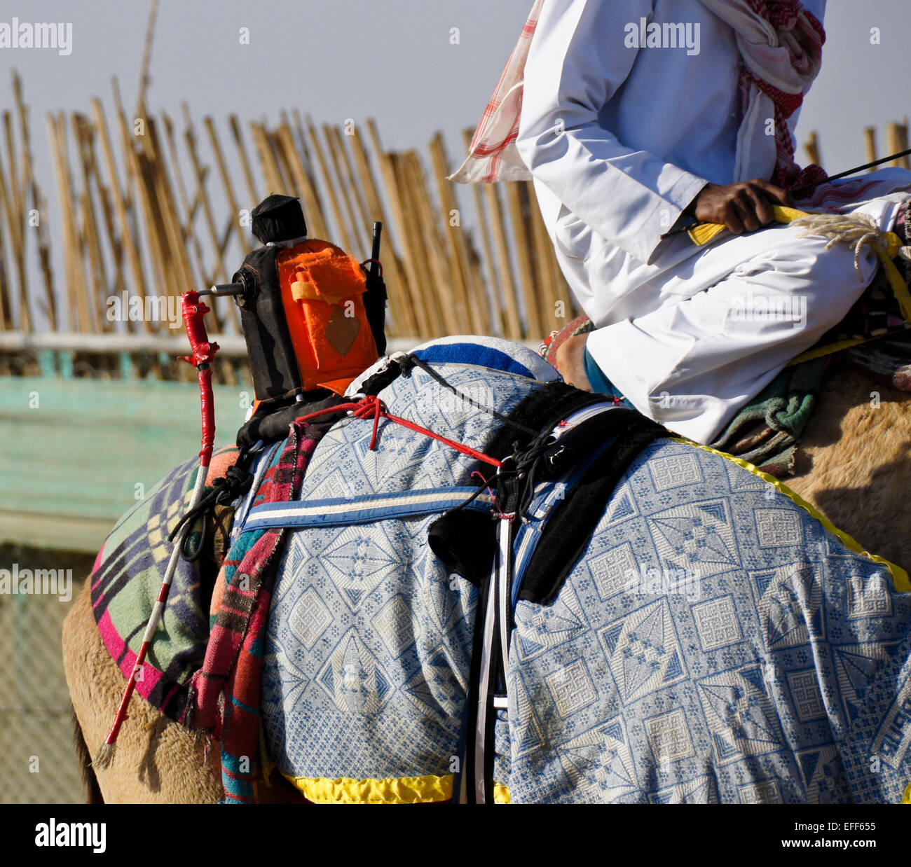 Radio-controlled (robot) jockey on racing camel at Al-Malagit racetrack ...