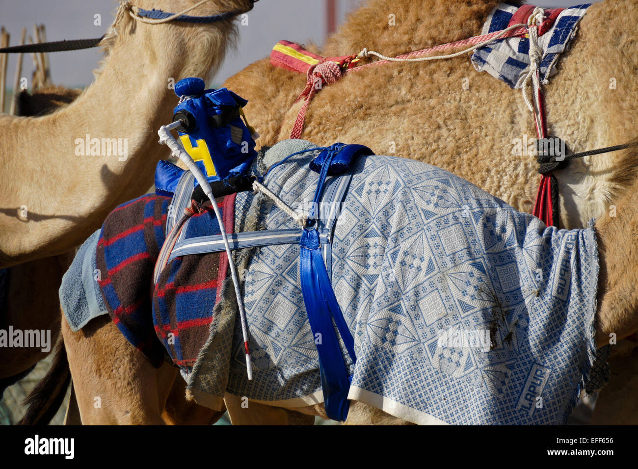 Radio-controlled (robot) jockey on racing camel at Al-Malagit racetrack ...