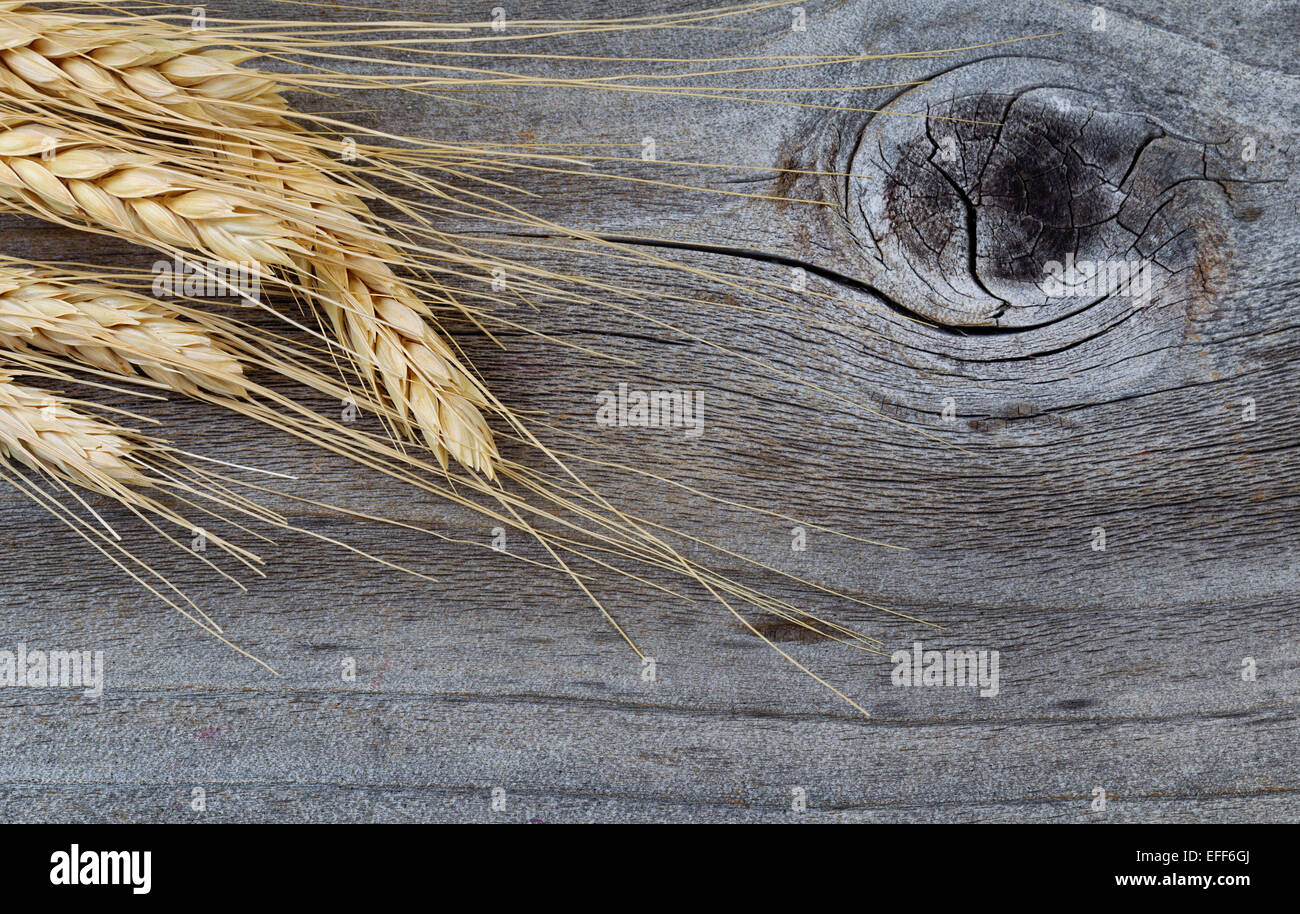 Wheat stalk hi-res stock photography and images - Alamy