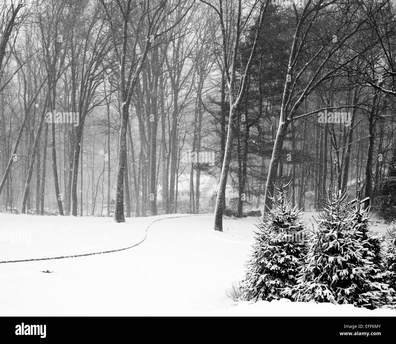 A general outdoor scene during the 2013 Blizzard Nemo in New Canaan ...