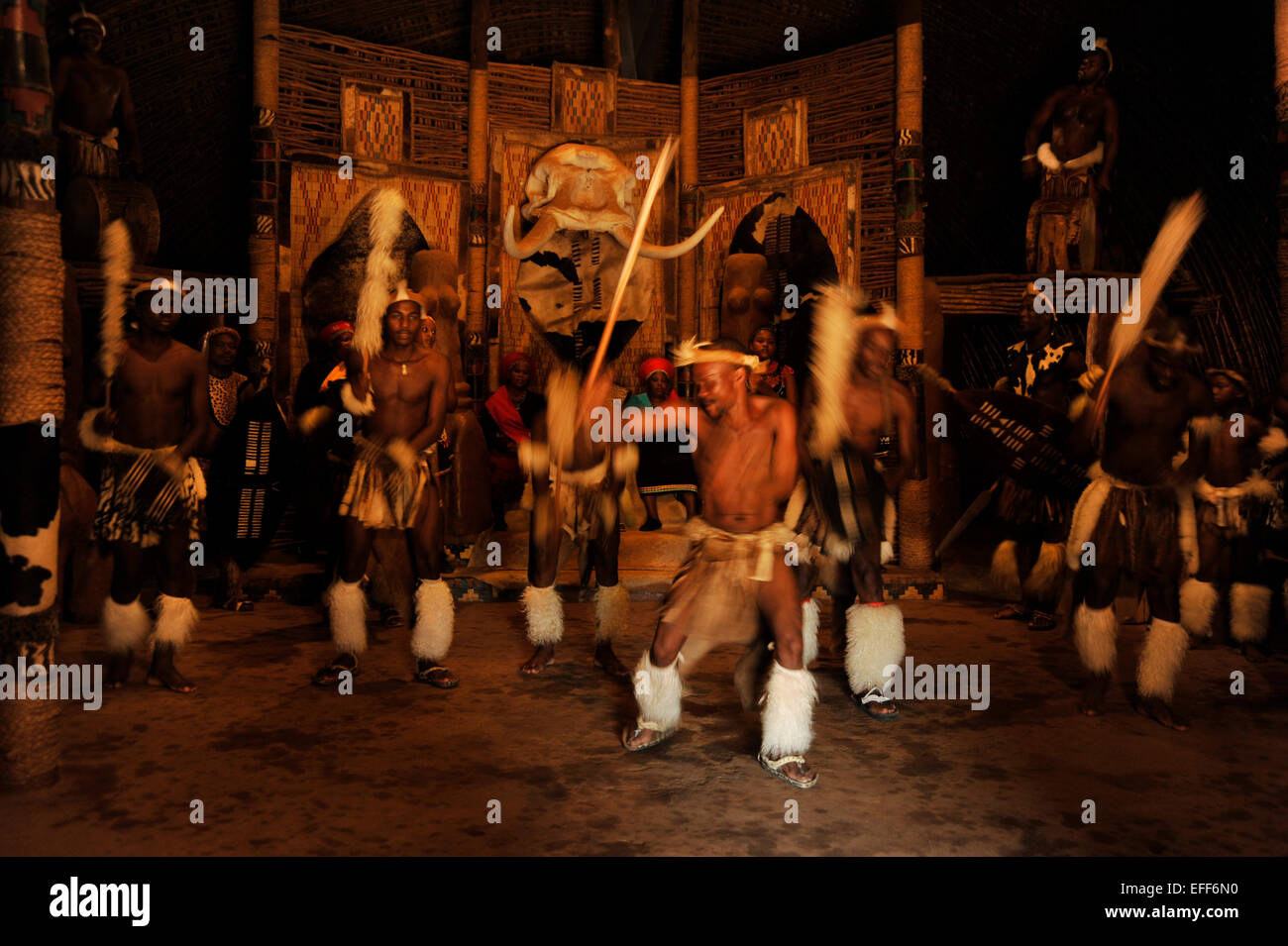 People, culture, adult male dancer, traditional Zulu warrior dress ...