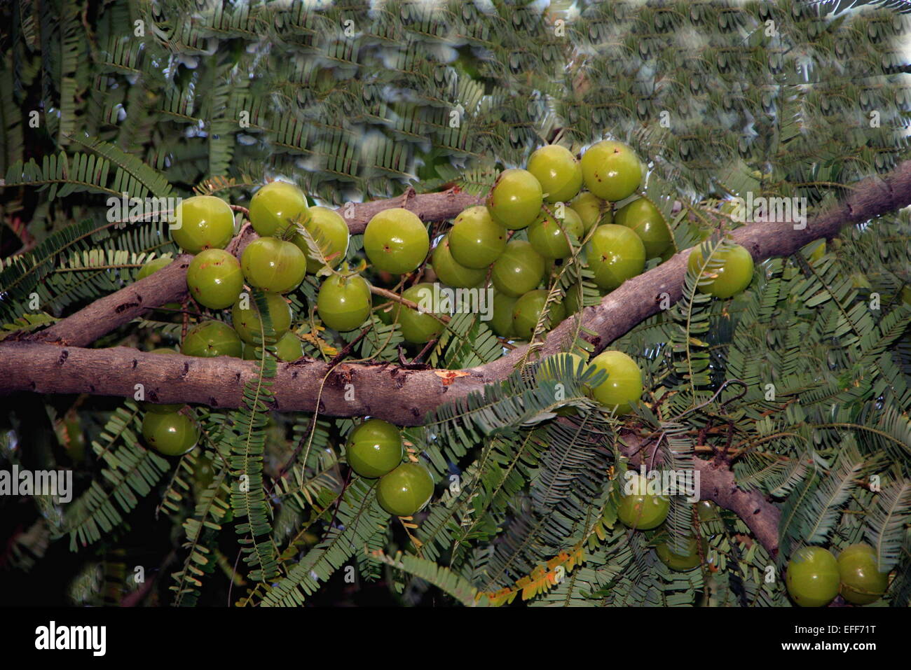 Amla bunch hi-res stock photography and images - Alamy