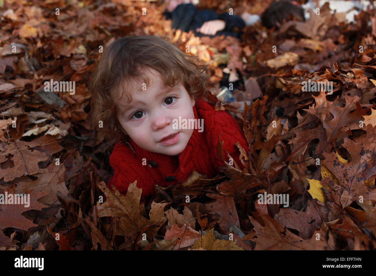 Kids having fun in leaves Stock Photo - Alamy