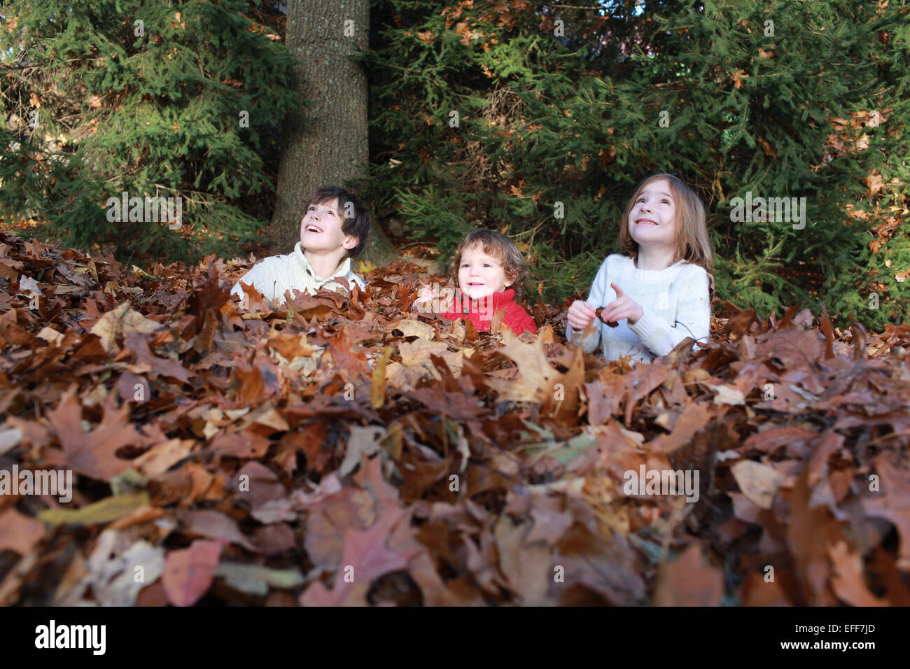 Kids having fun in leaves Stock Photo - Alamy