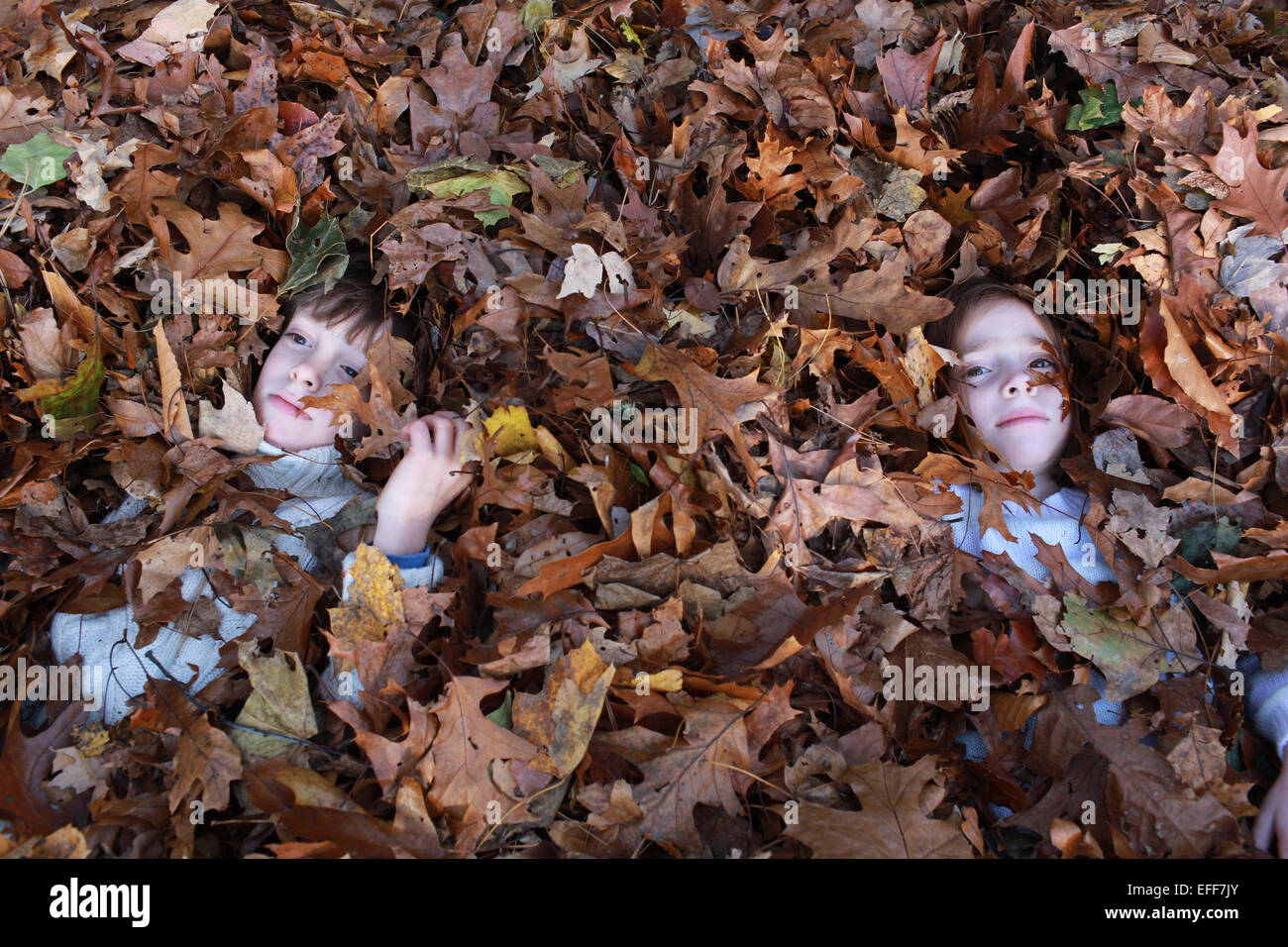 Kids having fun in leaves Stock Photo - Alamy