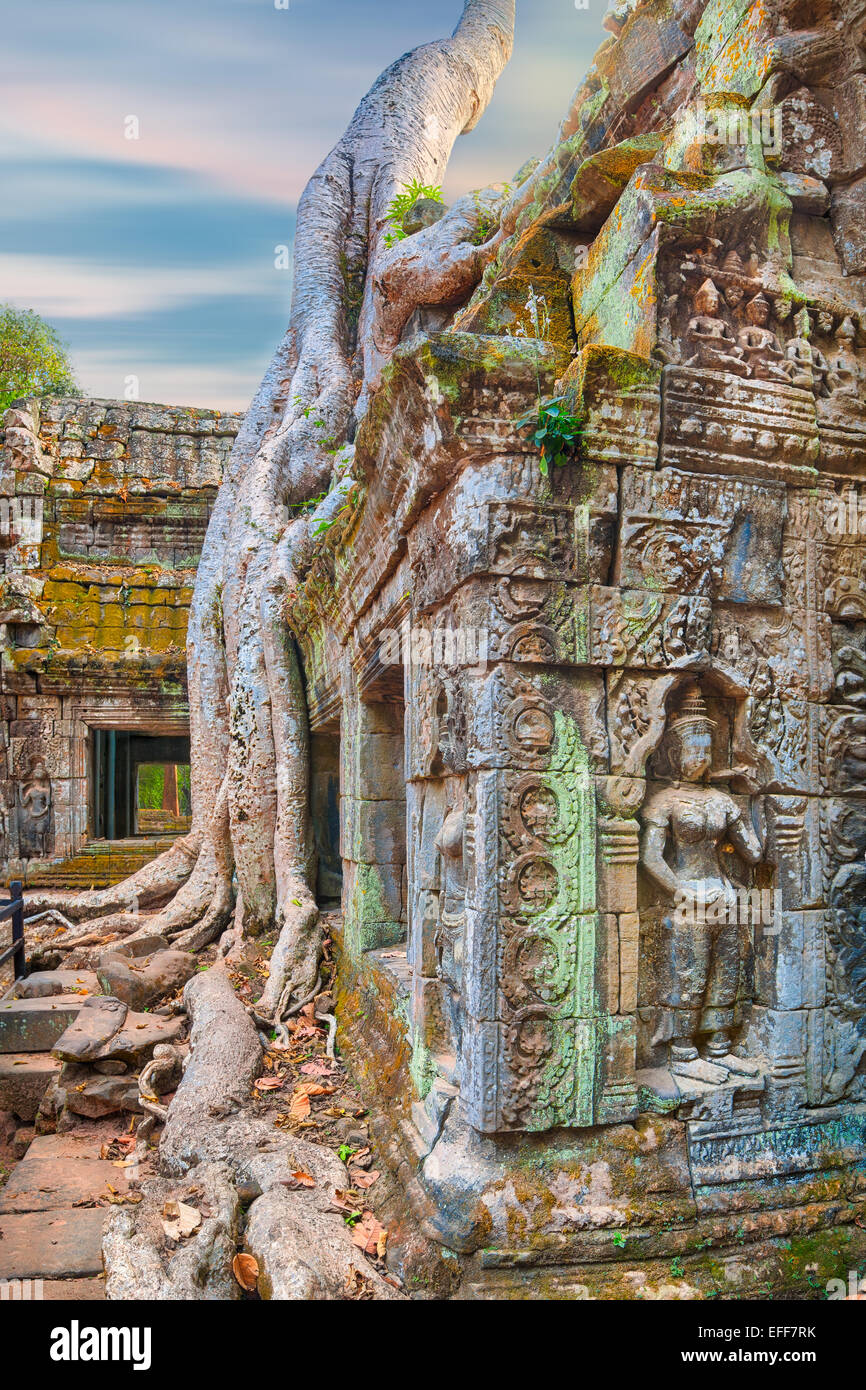Cambodia jungle tree roots temple hi-res stock photography and images ...