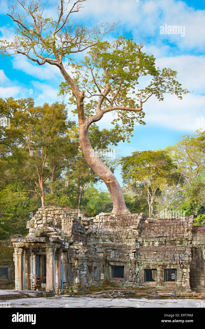 Ta Prohm Temple ancient tree roots, Angkor Stock Photo - Alamy