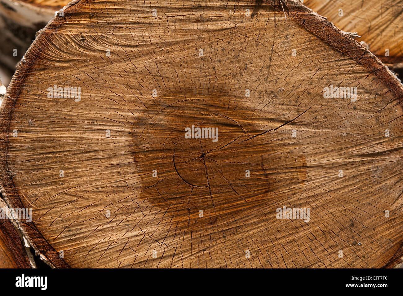 close-up wooden cut texture Stock Photo - Alamy close-up wooden cut texture Stock Photo - Alamy
