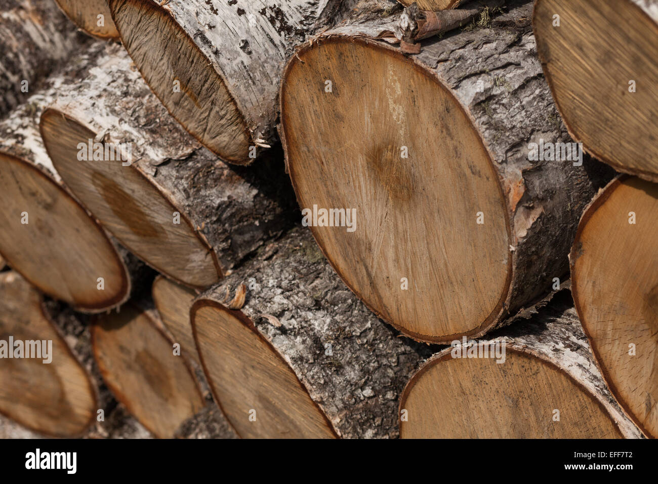 close-up wooden cut texture Stock Photo - Alamy
