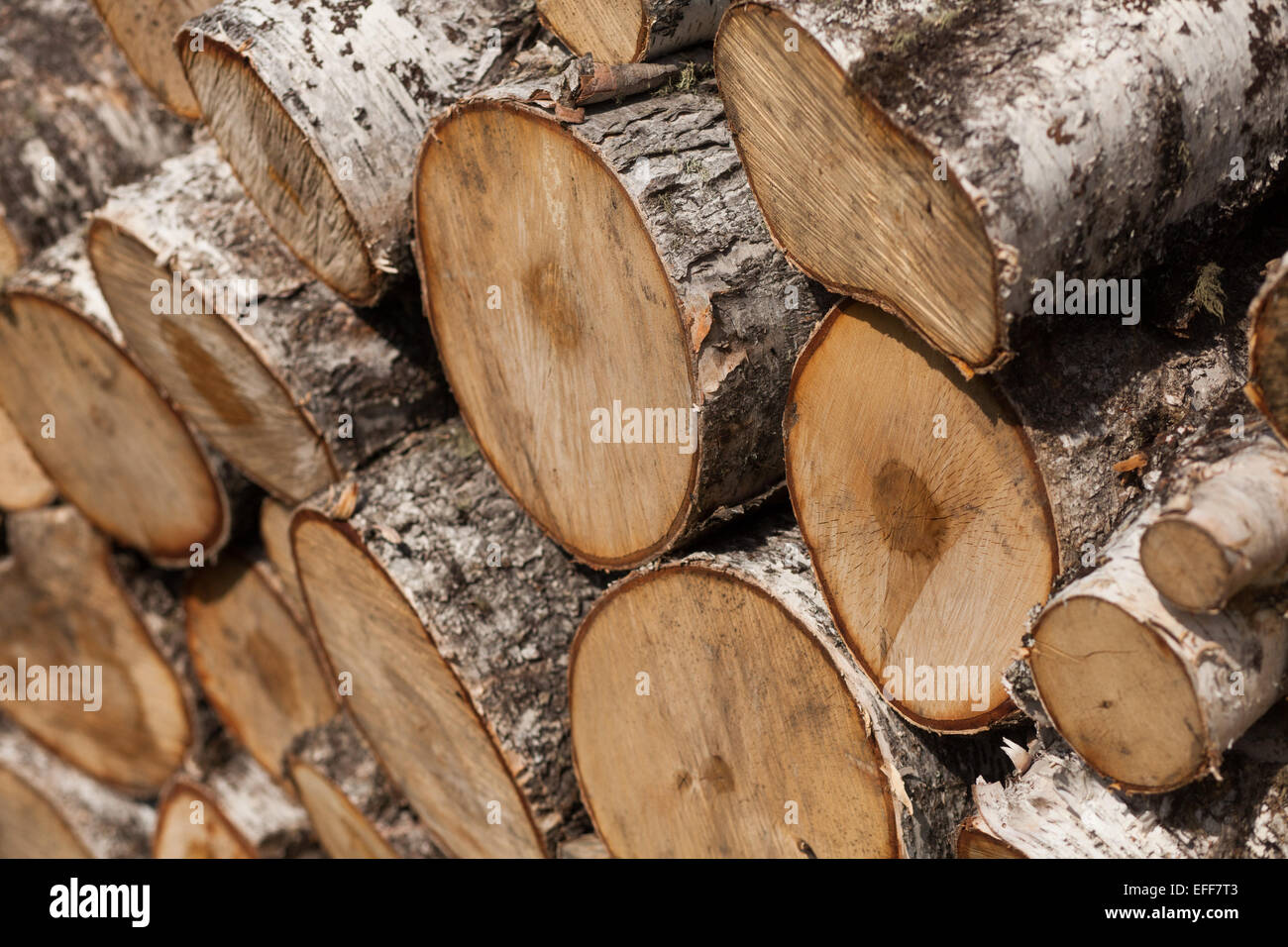 close-up wooden cut texture Stock Photo - Alamy