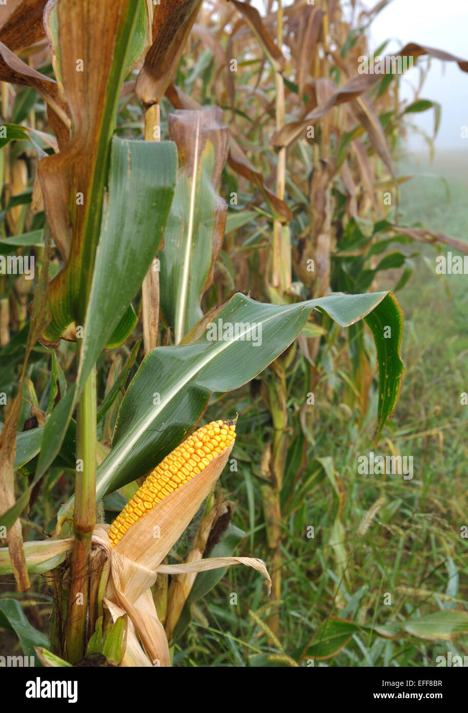 Maize corn field crop hi-res stock photography and images - Alamy