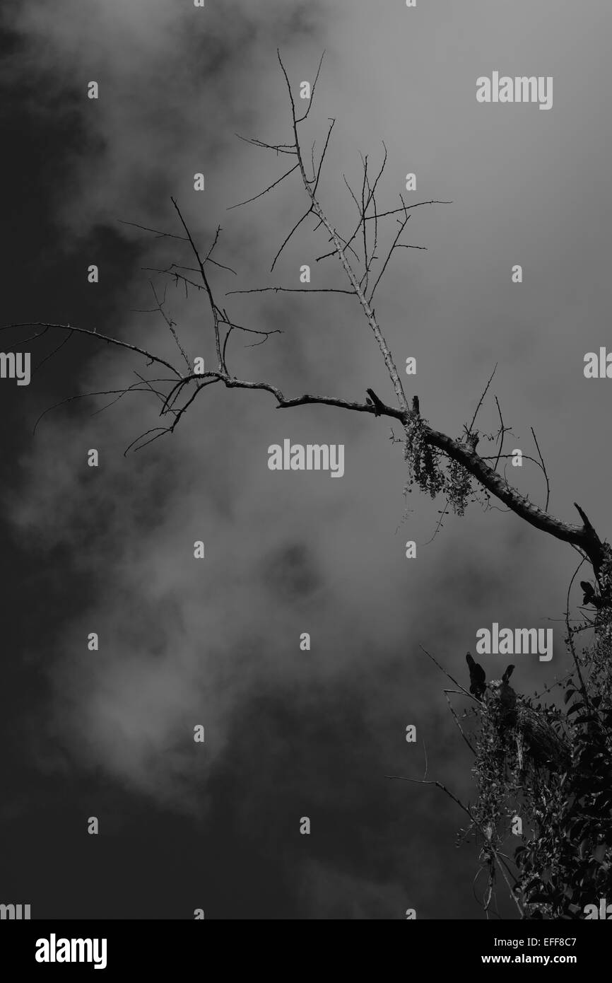 Tree branch abstract Stock Photo - Alamy