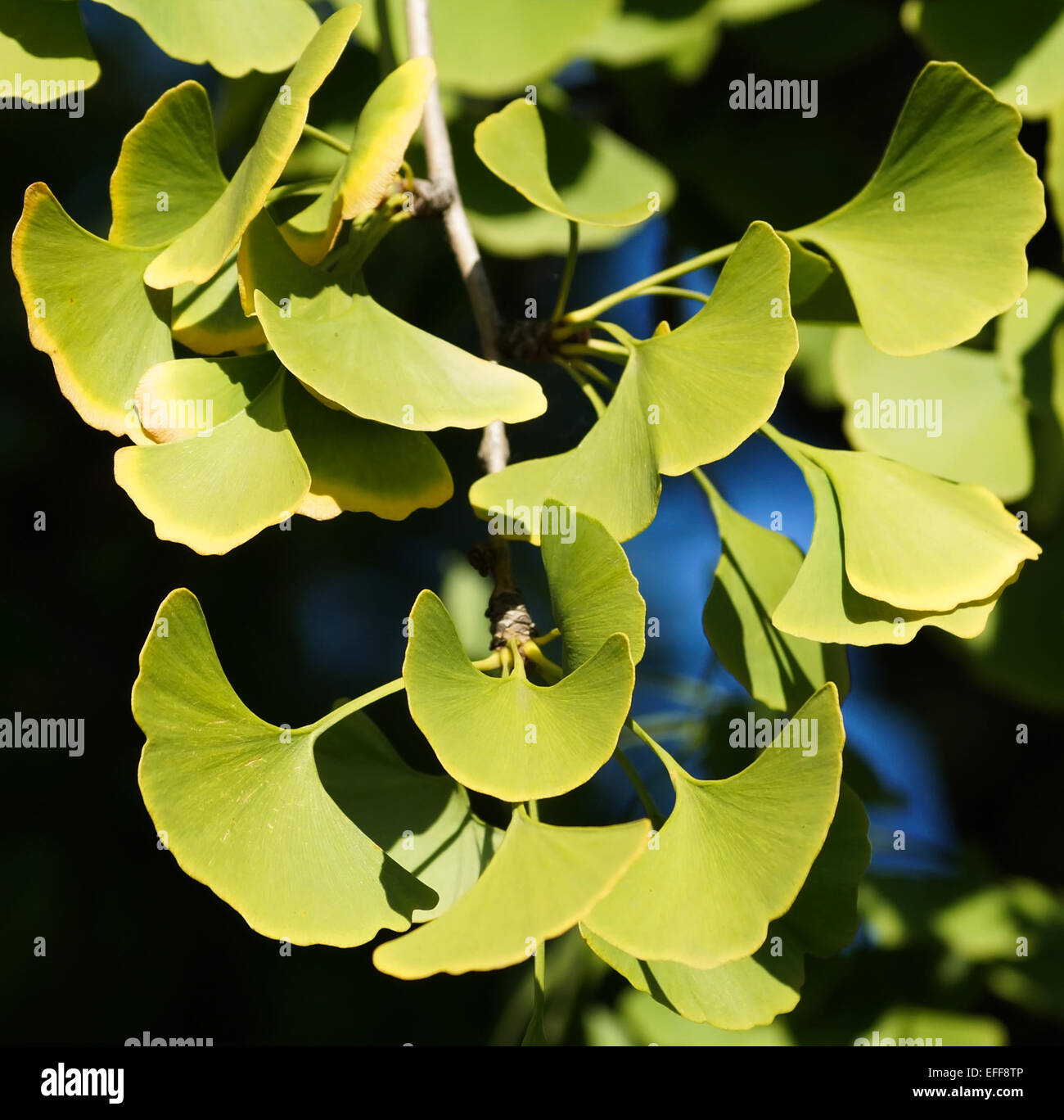 Ginkgo tree leaves in autumn Stock Photo - Alamy