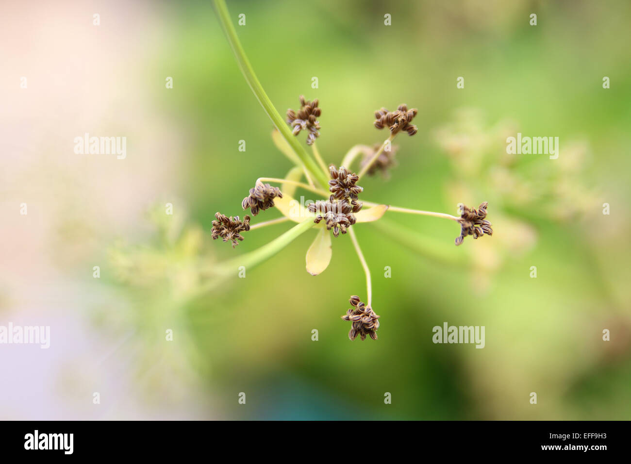 Close up details of Chinese celery Apium graveolens seeds Stock Photo ...