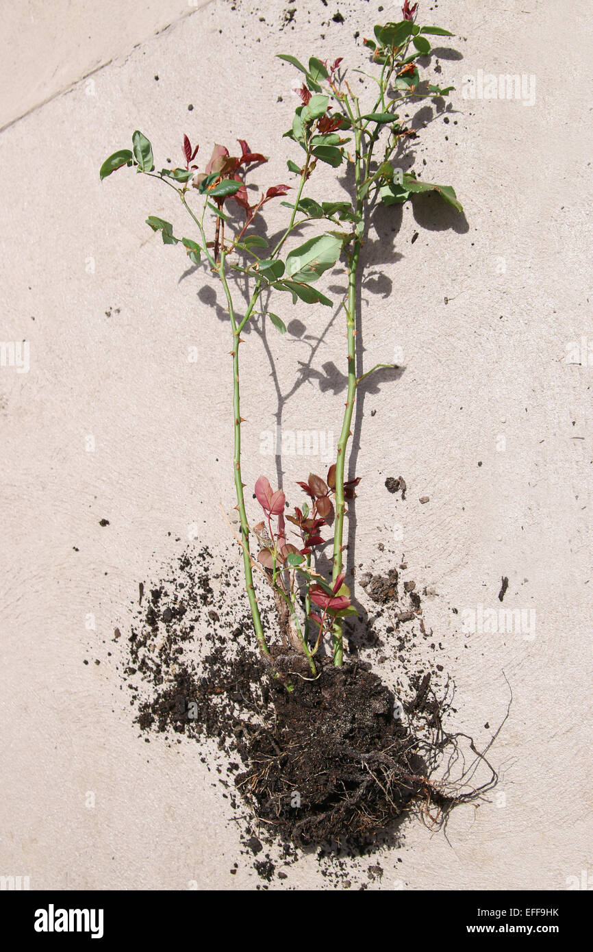 Rose Plant before being transferred in the ground Stock Photo - Alamy