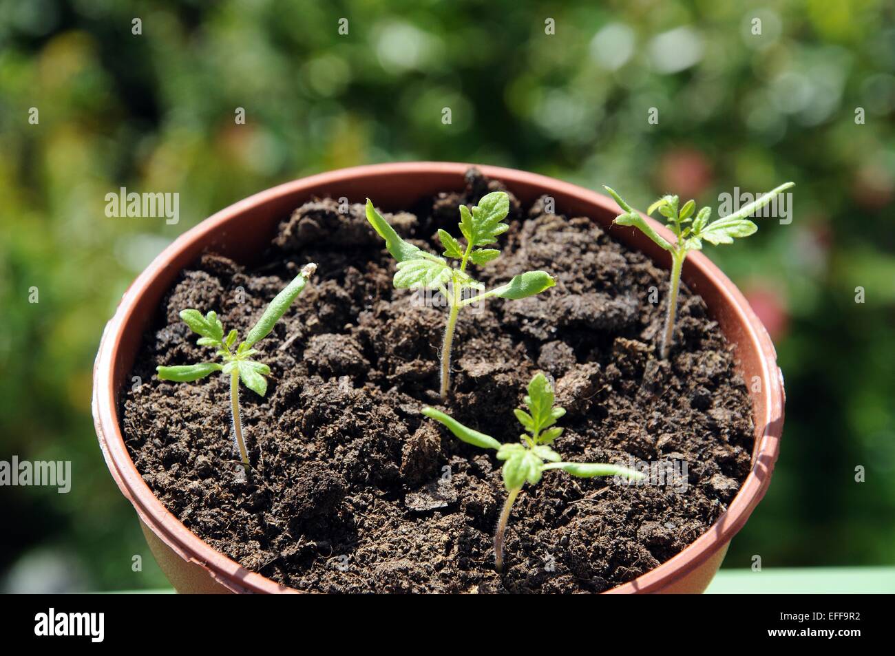 Maskotka cherry tomato seedlings in a plastic pot Stock Photo - Alamy