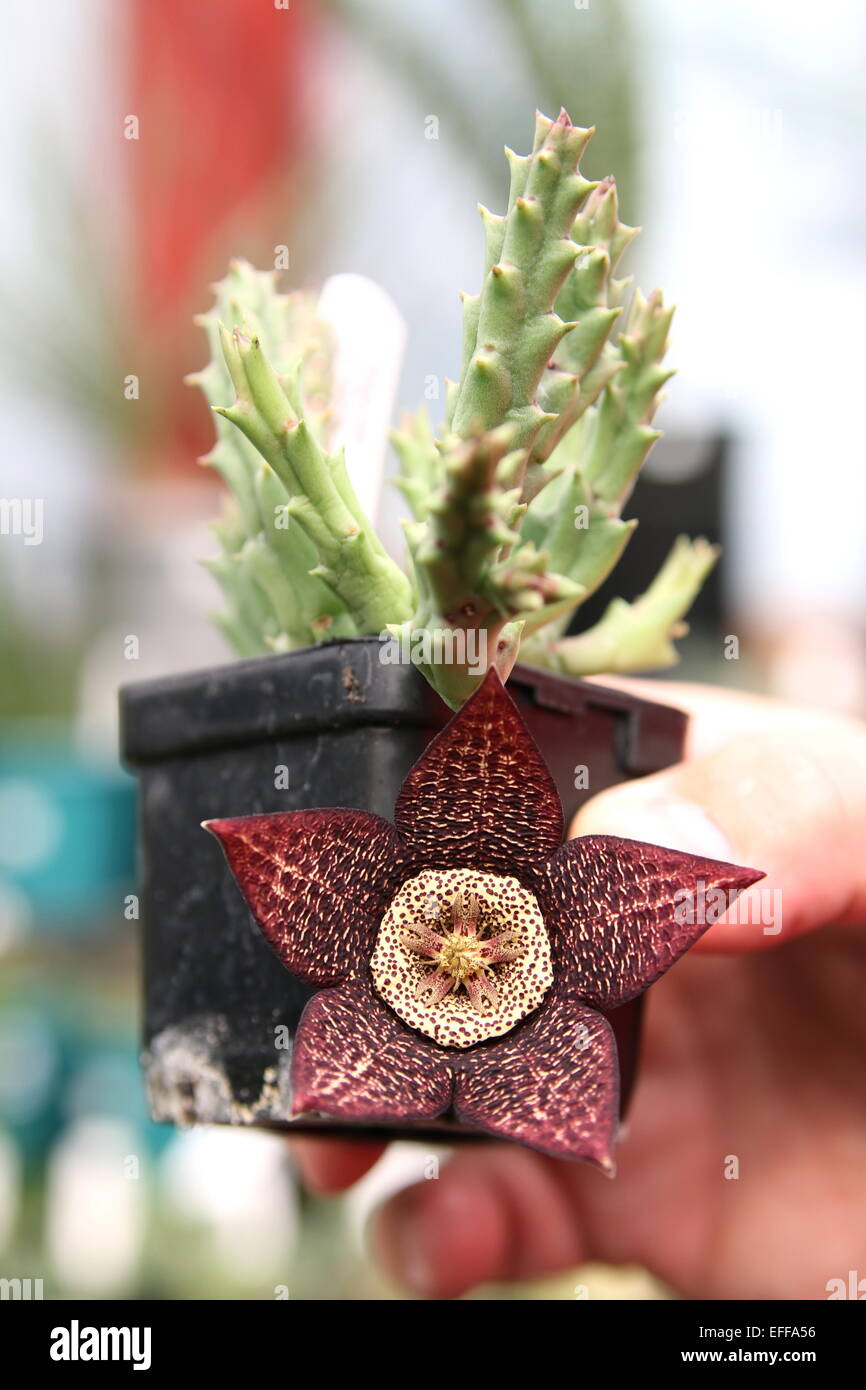 Stapelia Variegata, Orbea variegata plant, Carrion Flower, in a pot ...