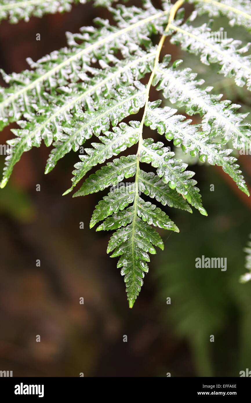 Structure of fern leaf hi-res stock photography and images - Alamy