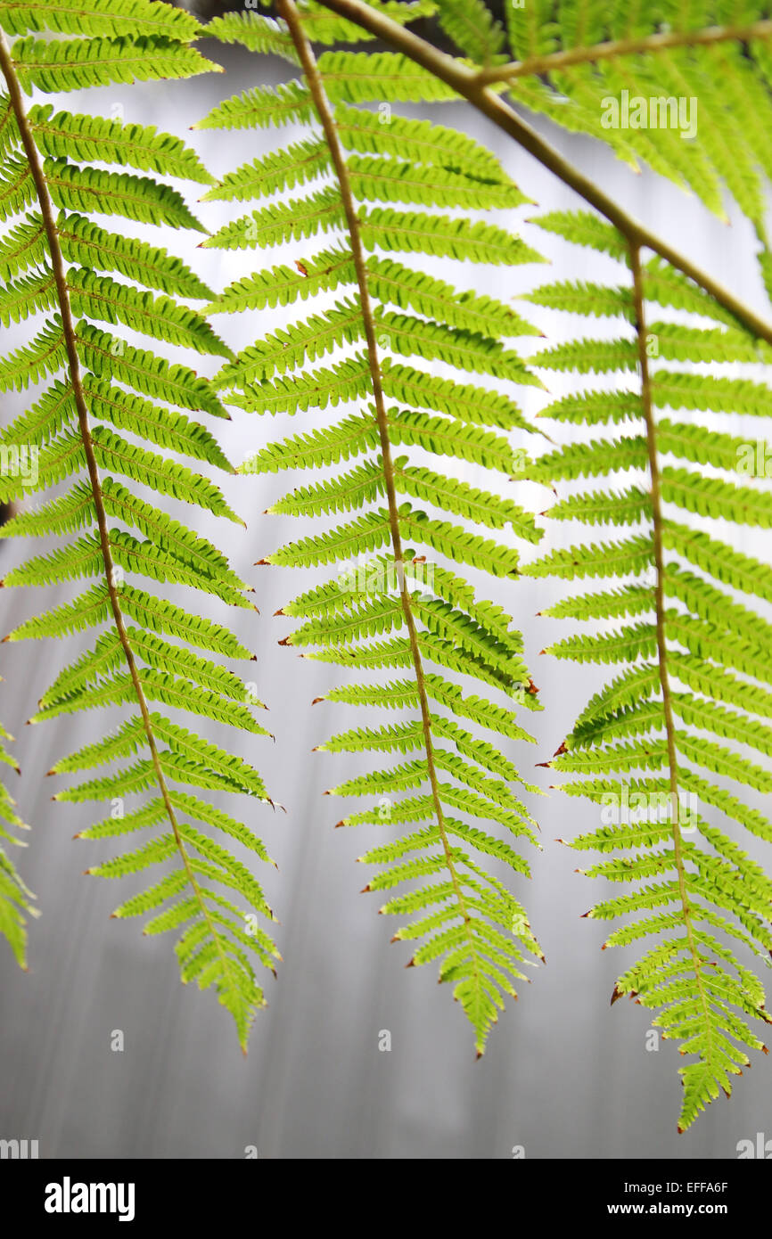 Fresh Fern Leaf Stalks Stock Photo - Alamy