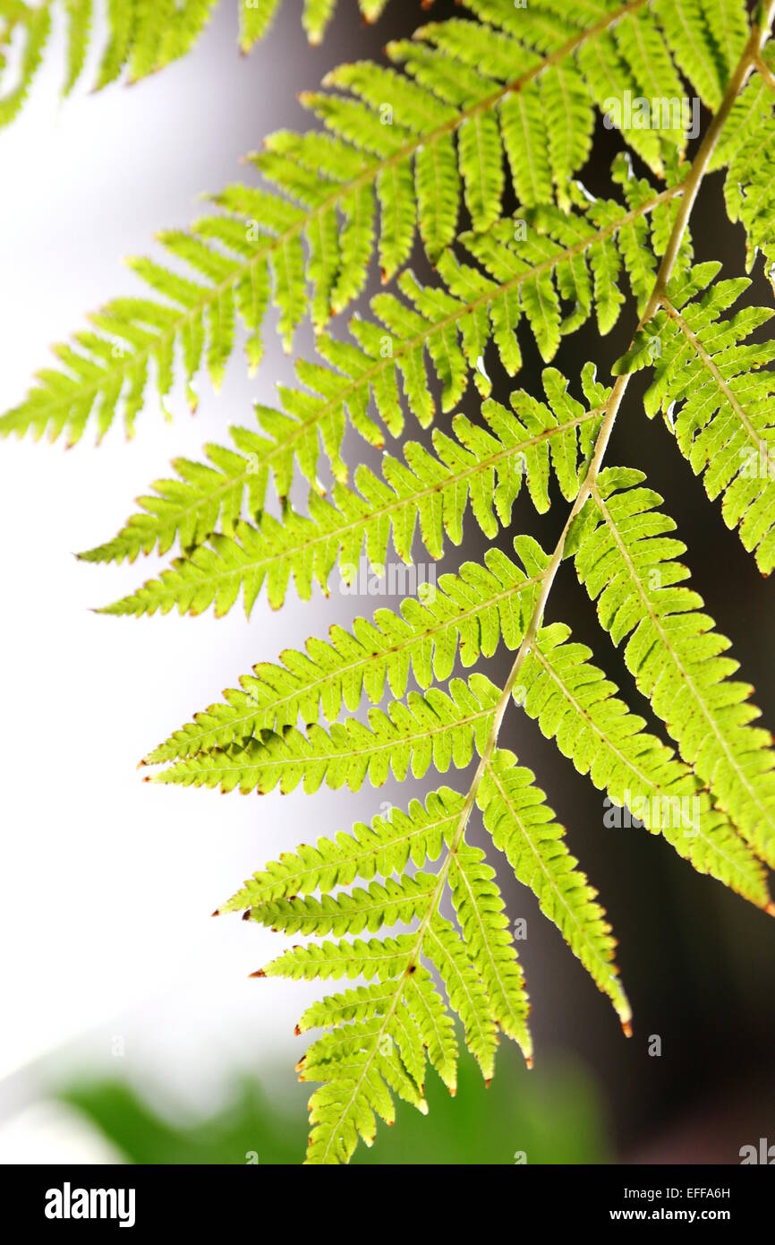 Fresh Fern Leaf Stalks Stock Photo - Alamy