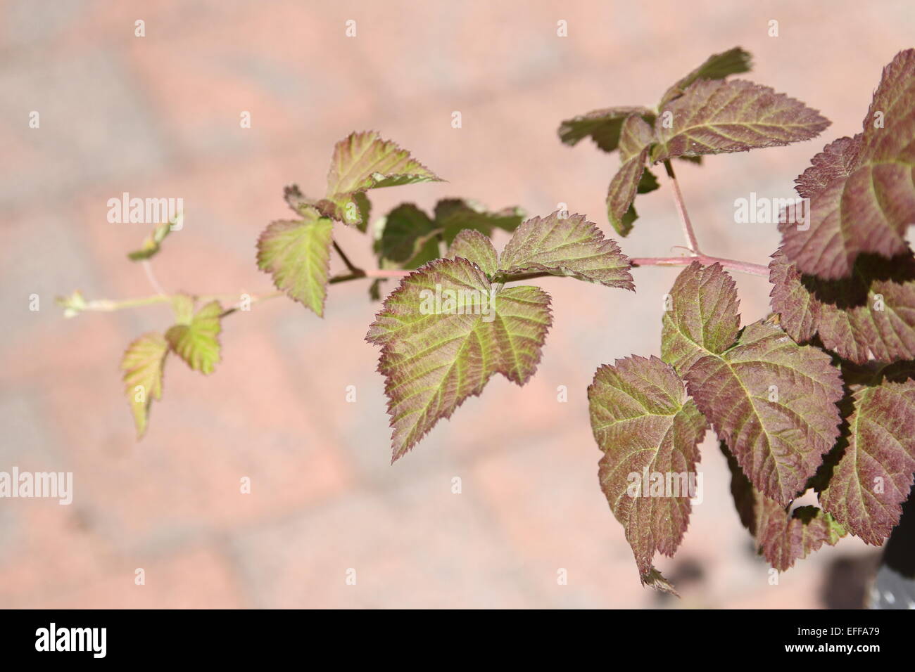 Raspberry plant showing young leaves Stock Photo - Alamy