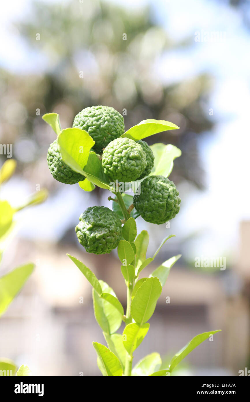 Narthangai hi-res stock photography and images - Alamy