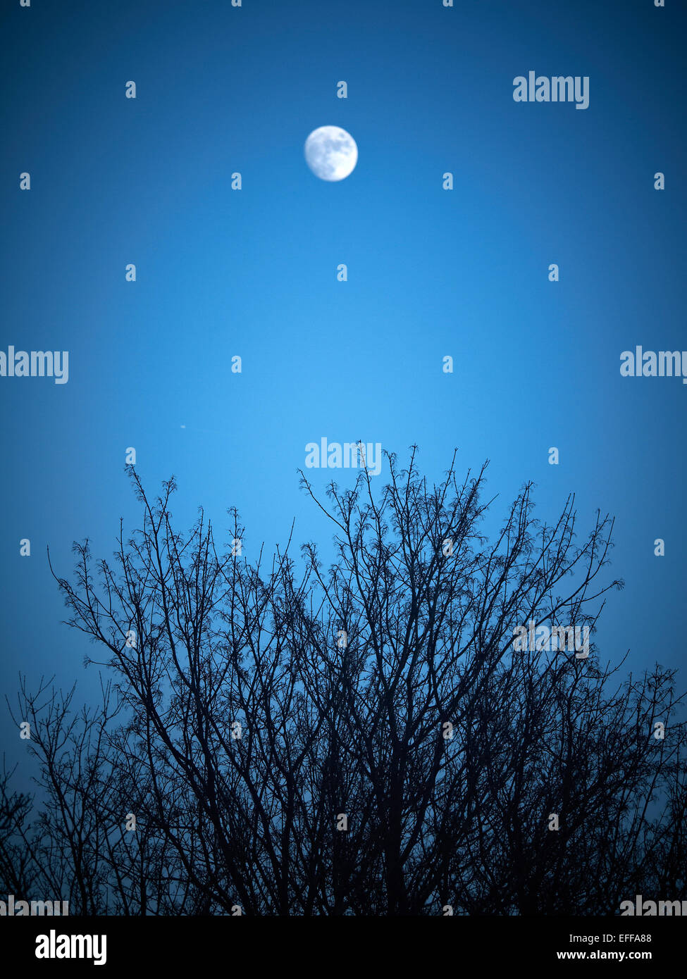 Moon and tree at sunset hi-res stock photography and images - Alamy