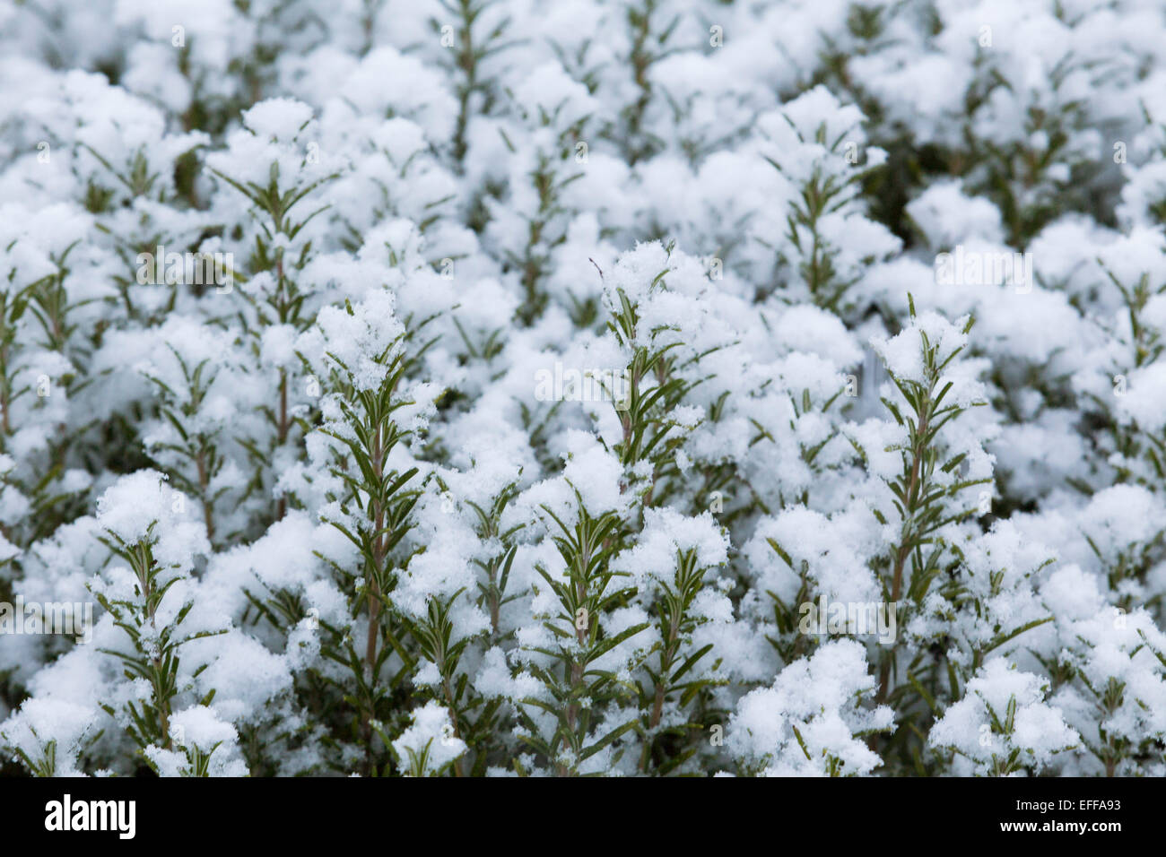 Norwood, London, UK. 3rd February 2015. UK Weather: Snow in South East ...